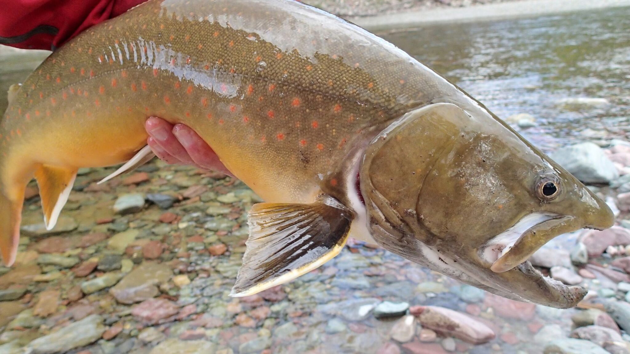Types of Trout: A Comprehensive Guide to Trout Species