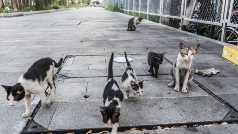 Retarded Cat: Understanding The Cats With Special Needs