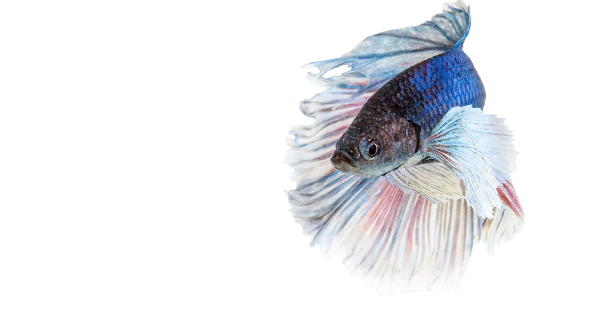 Betta Fish Types: A Comprehensive Guide to Choosing the Perfect Betta ...