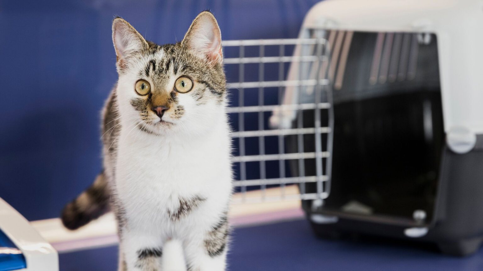 Retarded Cat: Understanding The Cats With Special Needs