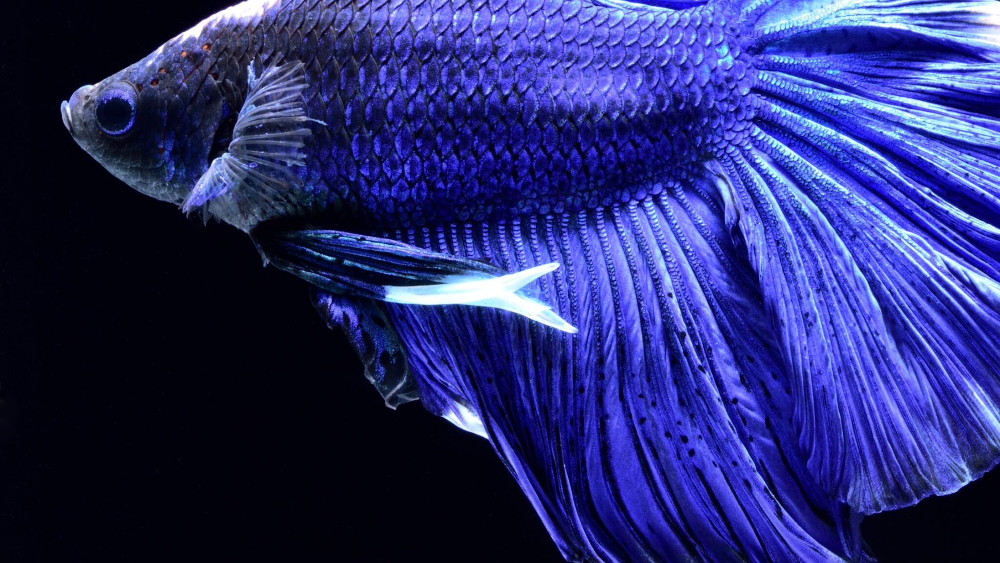 Betta Fish Types: A Comprehensive Guide to Choosing the Perfect Betta ...