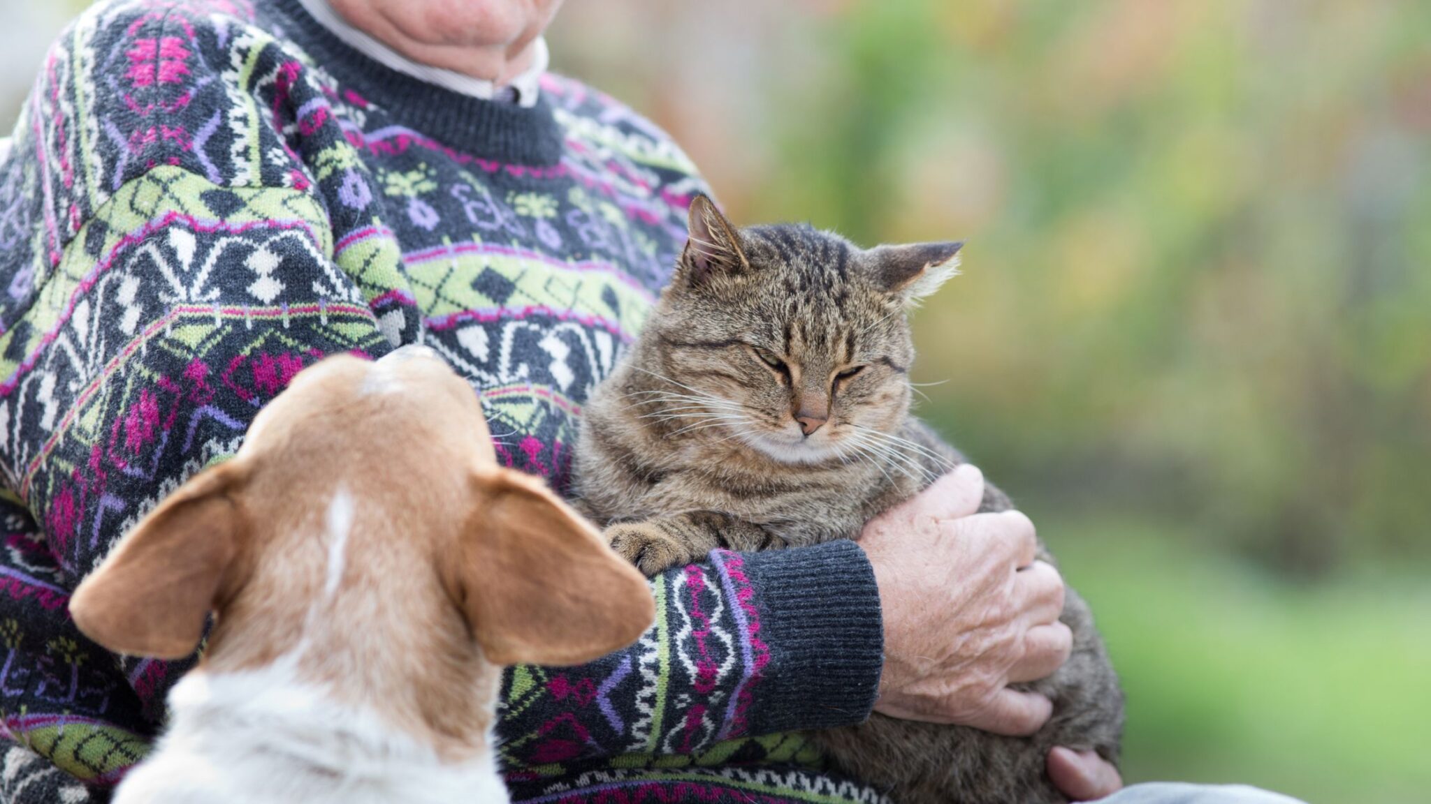 Retarded Cat: Understanding The Cats With Special Needs